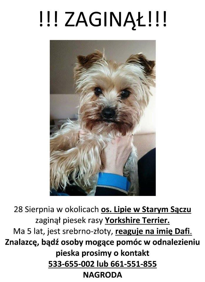 Stary Sącz. Zaginął pies! Pomóż nam go znaleźć! | Starosadeckie.info Stary Sącz. Zaginął pies! Pomóż nam go znaleźć! | Starosadeckie.info