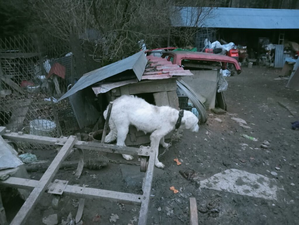 Skandaliczne warunki dla zwierząt. TOZ odebrało psy z prywatnej posesji ... Skandaliczne warunki dla zwierząt. TOZ odebrało psy z prywatnej posesji ...