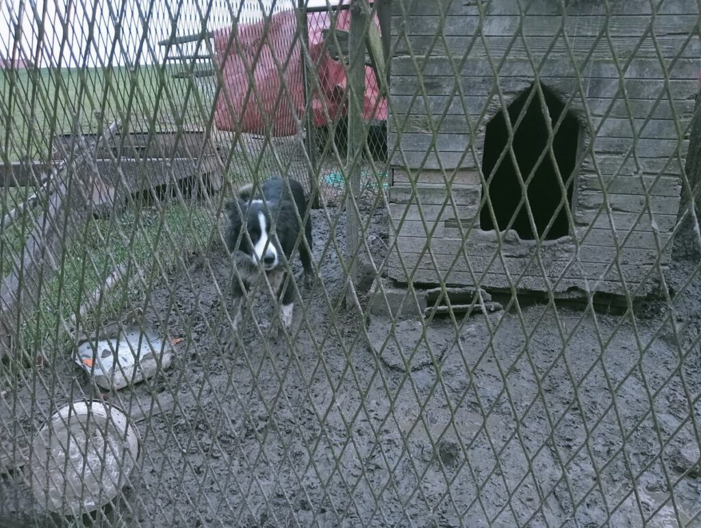 Skandaliczne warunki dla zwierząt. TOZ odebrało psy z prywatnej posesji ... Skandaliczne warunki dla zwierząt. TOZ odebrało psy z prywatnej posesji ...