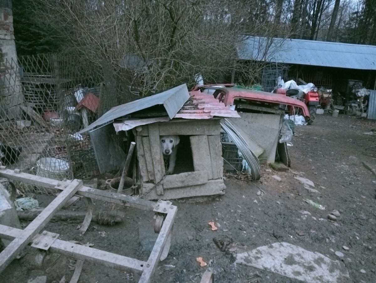 Skandaliczne warunki dla zwierząt. TOZ odebrało psy z prywatnej posesji ... Skandaliczne warunki dla zwierząt. TOZ odebrało psy z prywatnej posesji ...